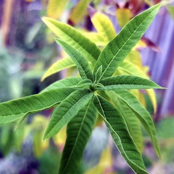 Diplomado en Sueroterapia - MASHACH - Escuela de Estudios Superiores en ...